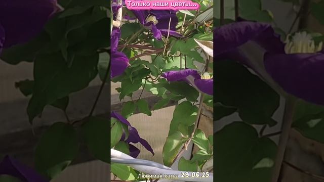 2025.06.29 Любимая хатка Только наши цветы