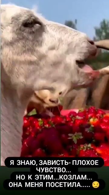 КОЗЛЫ!!! 1000050753.mp4