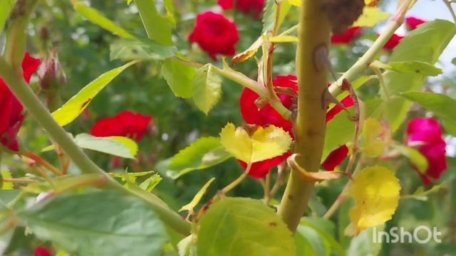 29-06-2025 Цветы в саду. Видео - релакс💐💐⚘️🌹