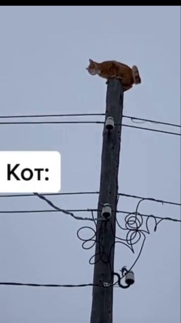 кот: