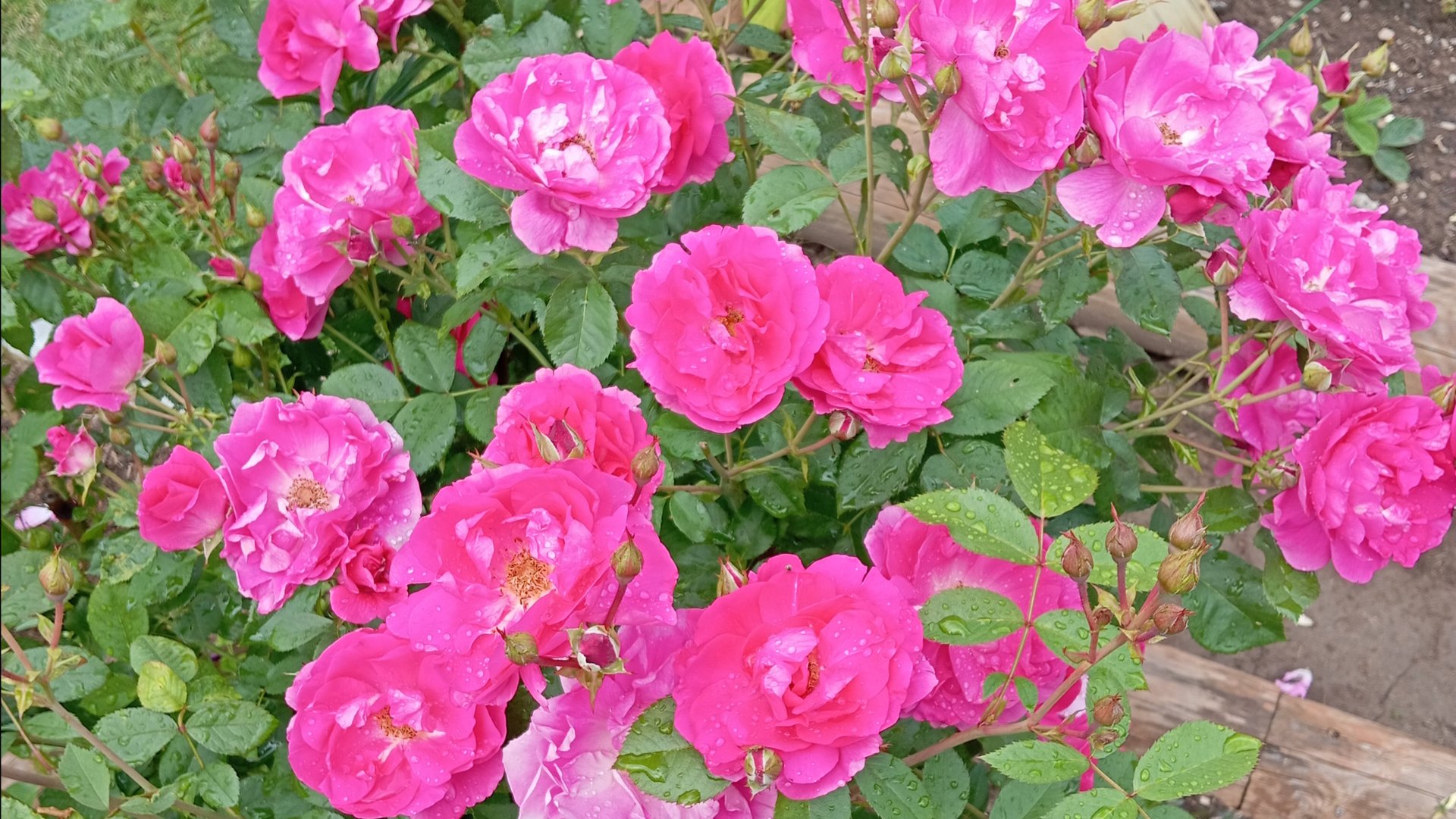 РОЗА ВЕКОВАЯ канадской селекции