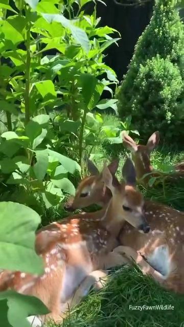 Бархатные рога и теплые объятия: скрытая жизнь редких оленей