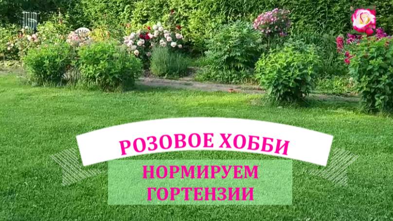 ГОРТЕНЗИЯ. НОРМИРОВКА.