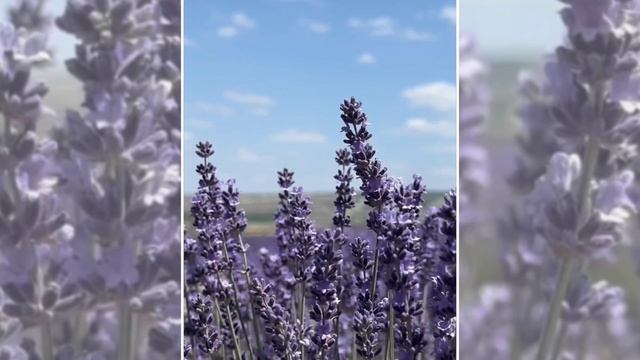 Лавандовые поля. В Крыму зацвела лаванда 🌺