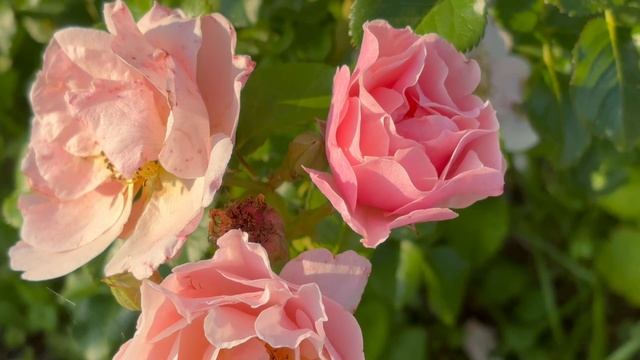 Розы. Роза Айс фор Ю. Флорибунда.