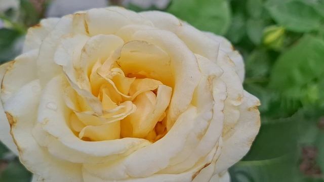 ДЕШЕВАЯ КРАСИВАЯ РОЗА ИЗ СВЕТОФОРА.КУПИЛИ ДОРОГОЙ ВЕНТИЛЯТОР.