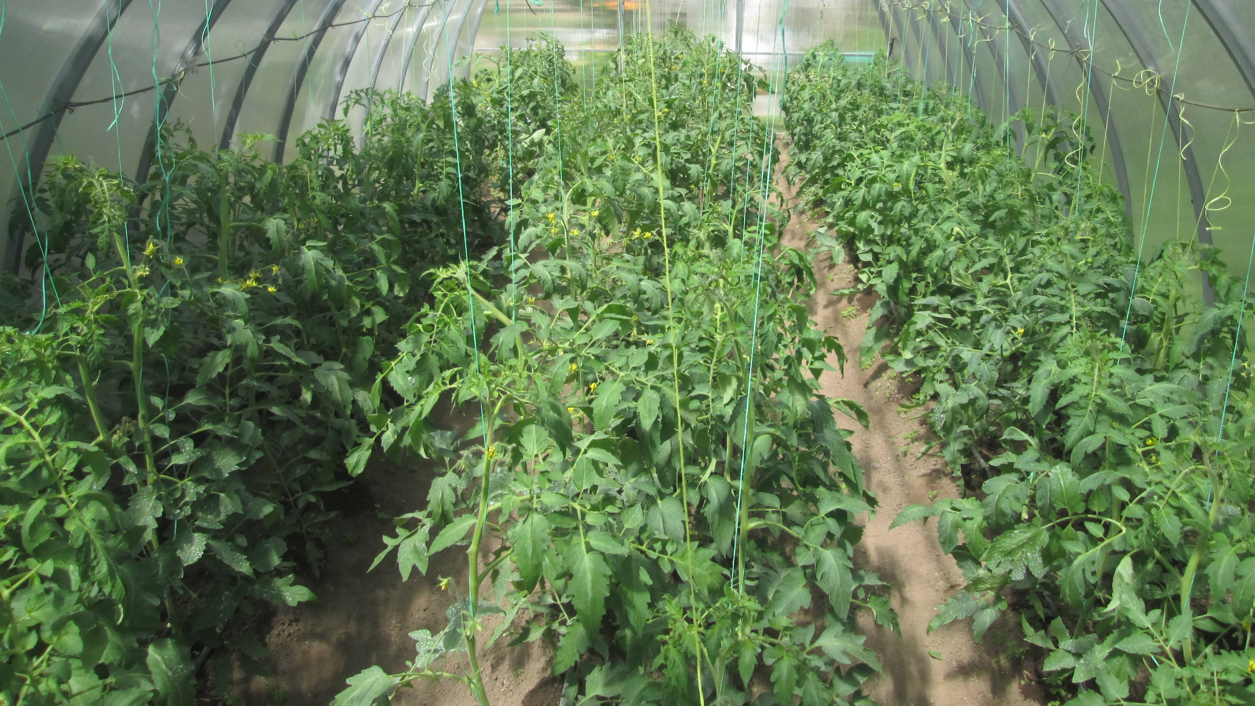 Томаты в конце июня