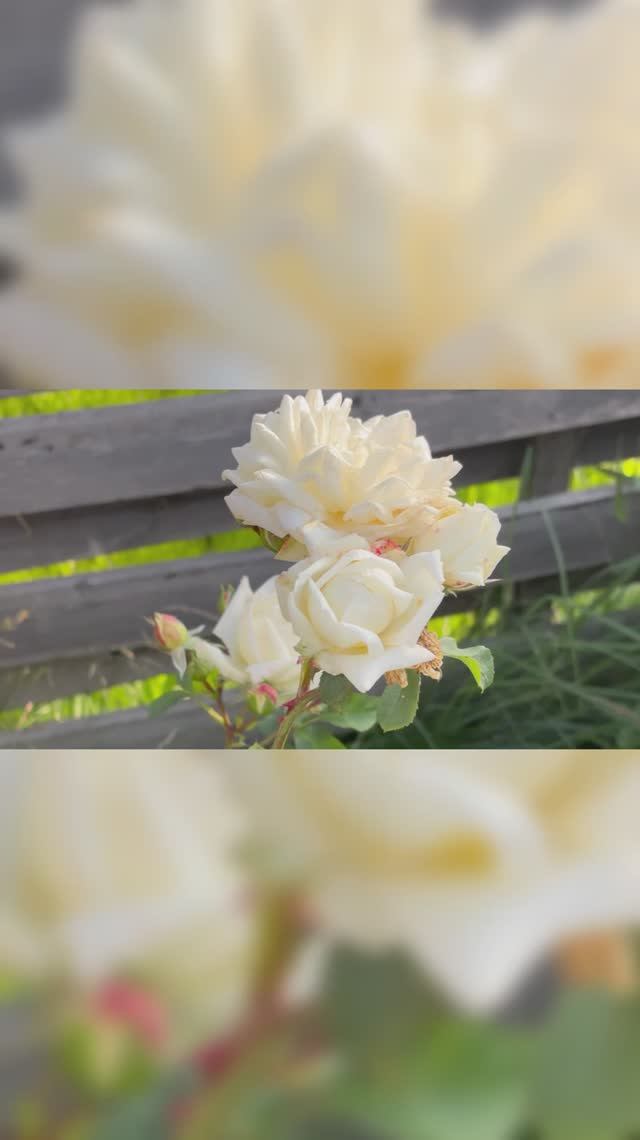 Розы. Роза Свит Блонди и другие 20 сортов роз.