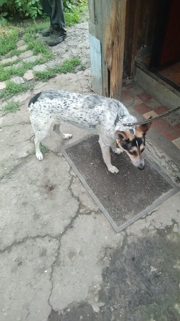 Интересный окрас собаки #shortvideo