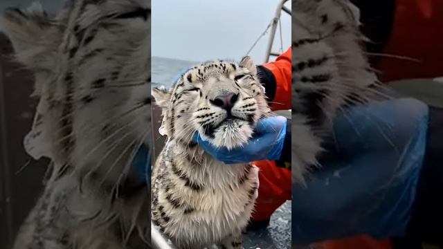 спасенье леопарда и дельфина