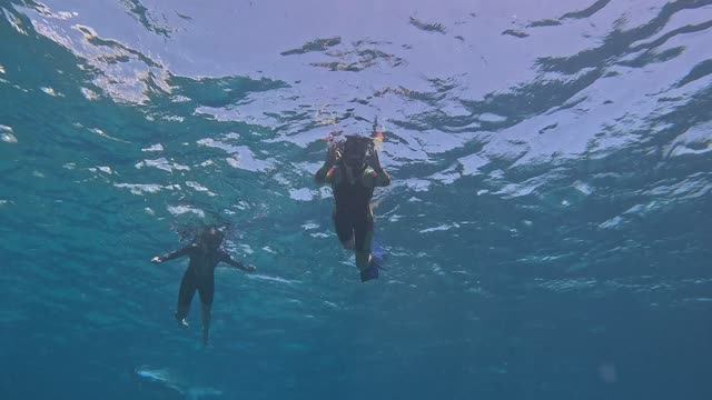 Шарм Эль Шейх. Снорклинг. Красное море. Залив Акаба.