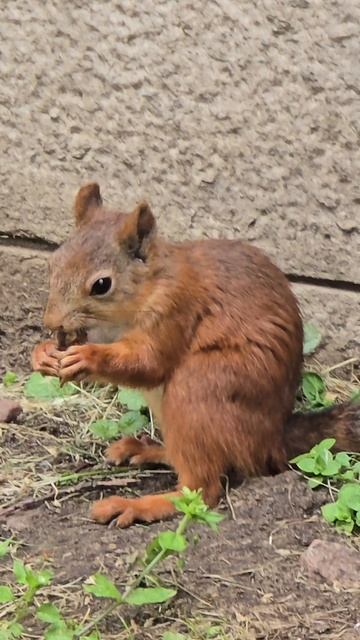 Белочка, Заповедник в Царицыно