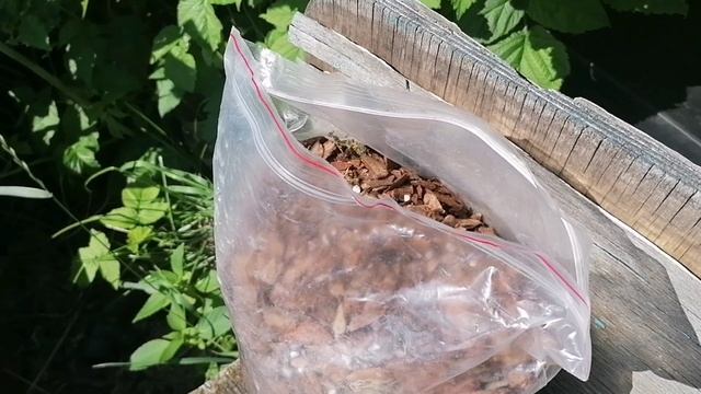 ПЯТНИЦА/ПЕРЕСАДКА ОРХИДЕЙ/ДОМАШНИЕ ДЕЛА