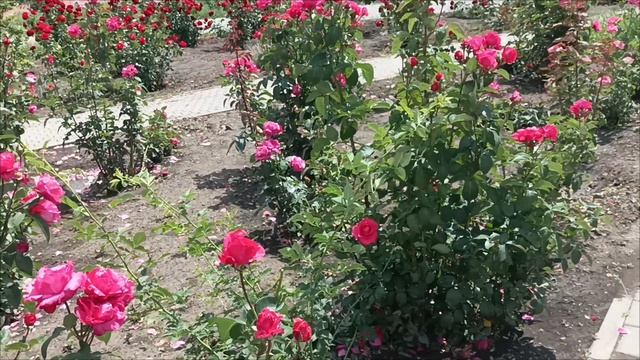 Парк Юность