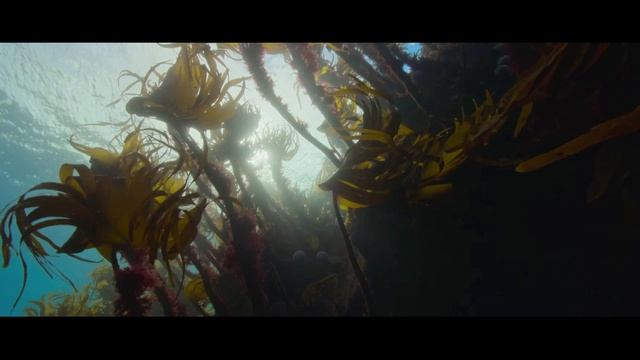 Радха Мадхава