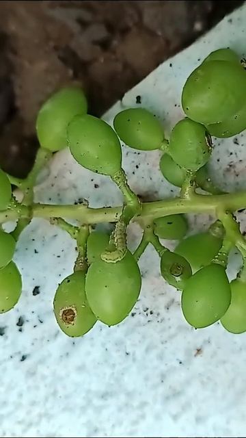 Новые вредители на винограднике