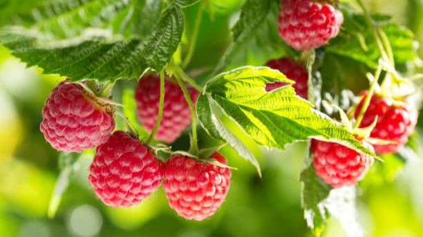 Малинник :  Реанимация  Уход и Урожай