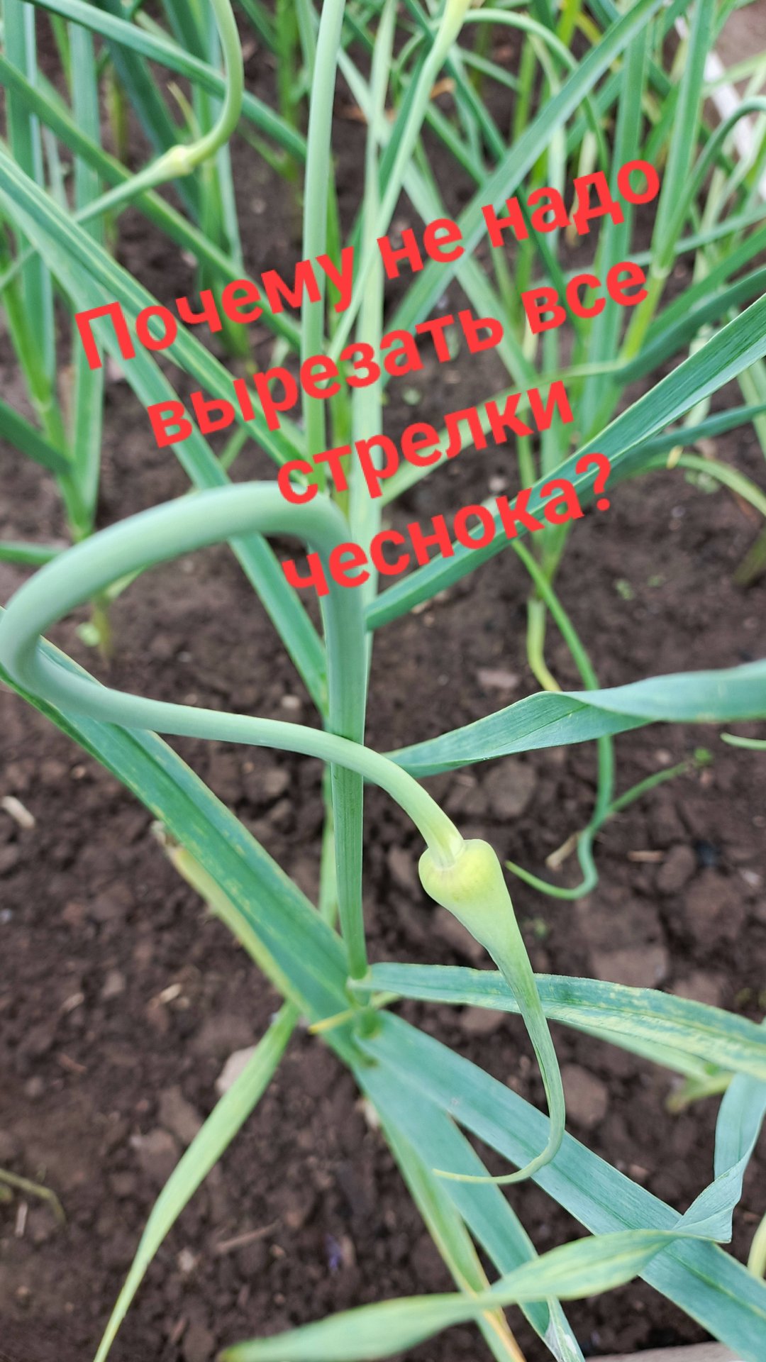 Почему нельзя вырезать все чесночные стрелки?
