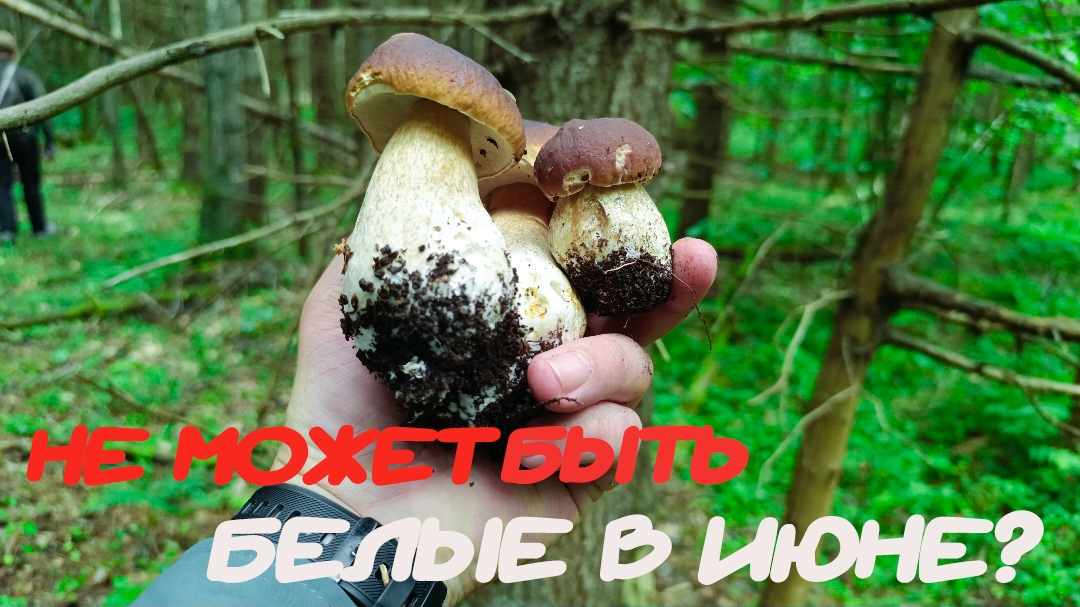 ГРИБНАЯ ЖАРА! | НЕ МОЖЕТ БЫТЬ 🔥БЕЛЫЕ В ИЮНЕ?
