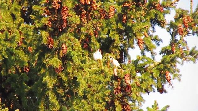 вот какие птички живут на нашей ёлочке