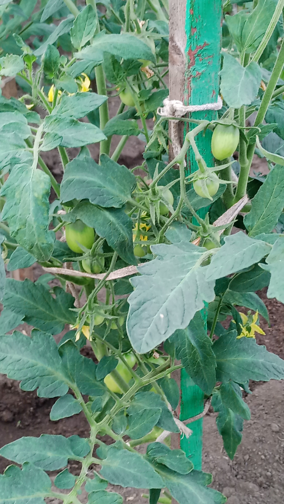 ПОМИДОРЫ!!!!! УУЦУАААААААААА