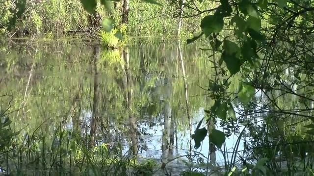 Муромцево 28  июня 2025г  В лесу. Песня лета!!!