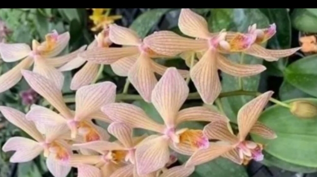 П-7. Ч-8. Фаленопсис Афродита через 83 дня после получения посылкой