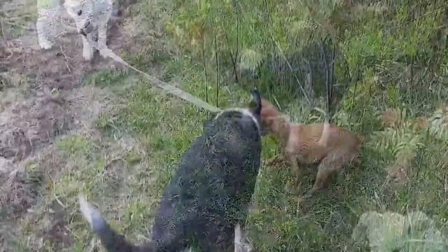 наша собачка Миля на поводочке