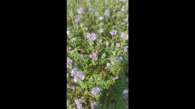 Летние истории, пчелы