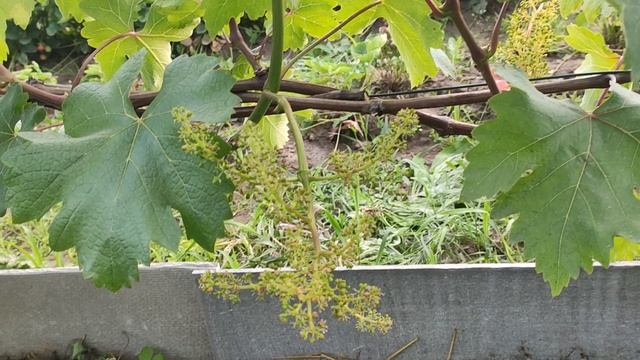 Виноград в Калужской области. Июнь 2025г.План работ.