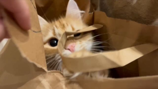 Кто нибудь дома?