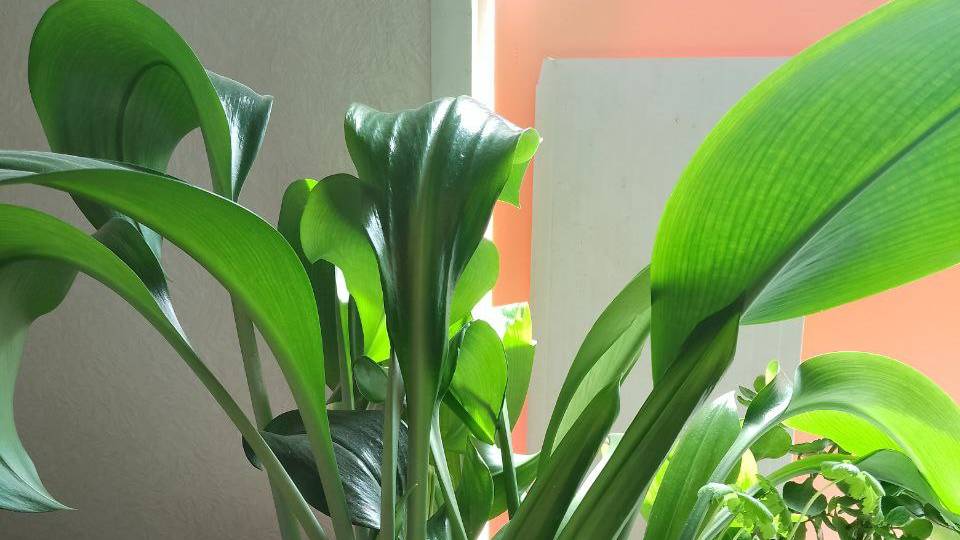 Автоматическая поливка цветов. Капилярный насос в действии.