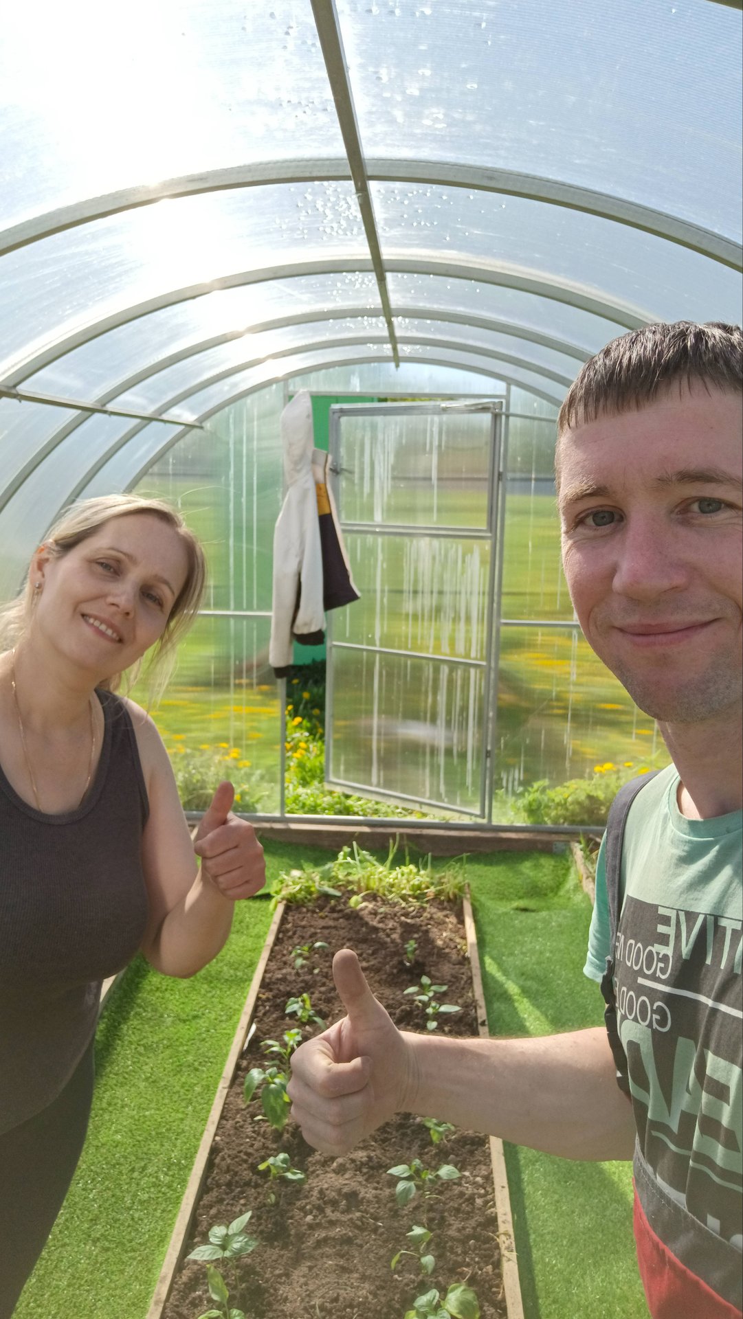 Травка в теплице