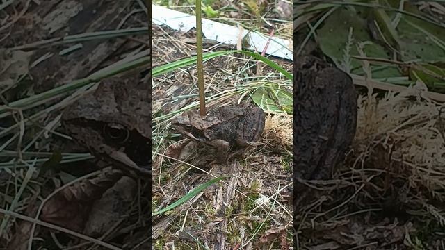 Интервью с жабой 😂😂