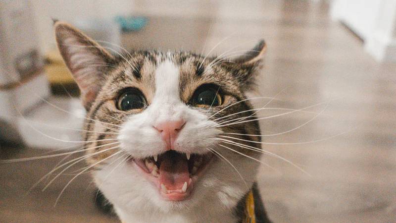 опять бравлы