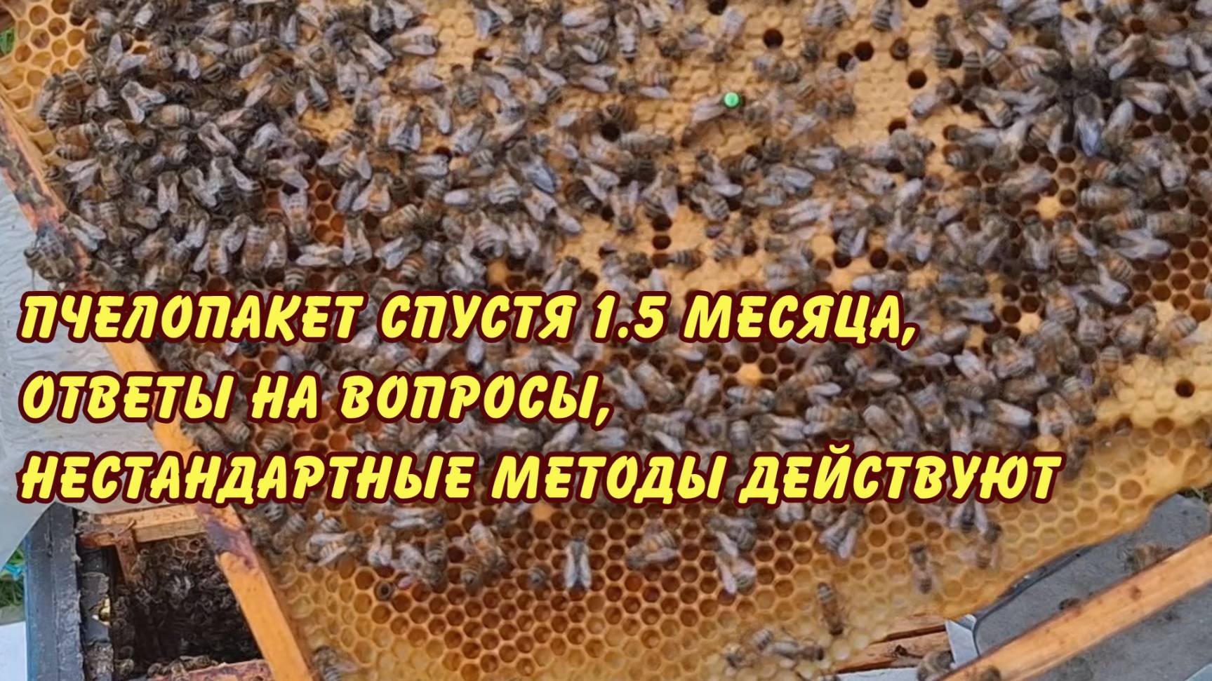 пчеловодство, пчелопакет спустя 1.5 месяца, ответы на вопросы, нестандартные методы действуют