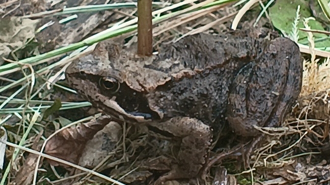 Жаба .Молчаливое интервью . Даже не квакнула😂 Сошла с ума на даче