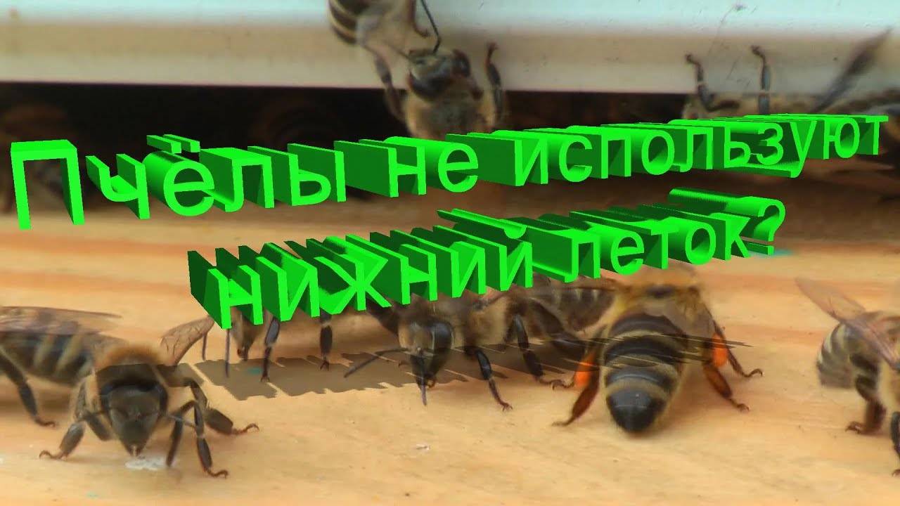 Почему пчёлы игнорируют нижний леток? Разбор от профессора Кашковского
