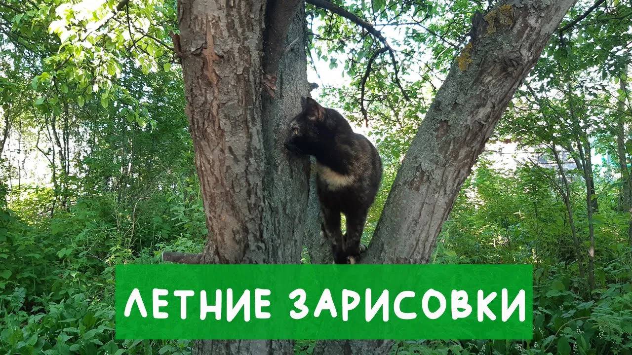 vlog 🌱Летние зарисовки | Фрося и Ко-Ко компания😻🐔