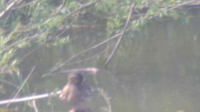 утки в телескоп  150750 на камеру для телескопов  примерно  500 крат , 400 метров  (7)