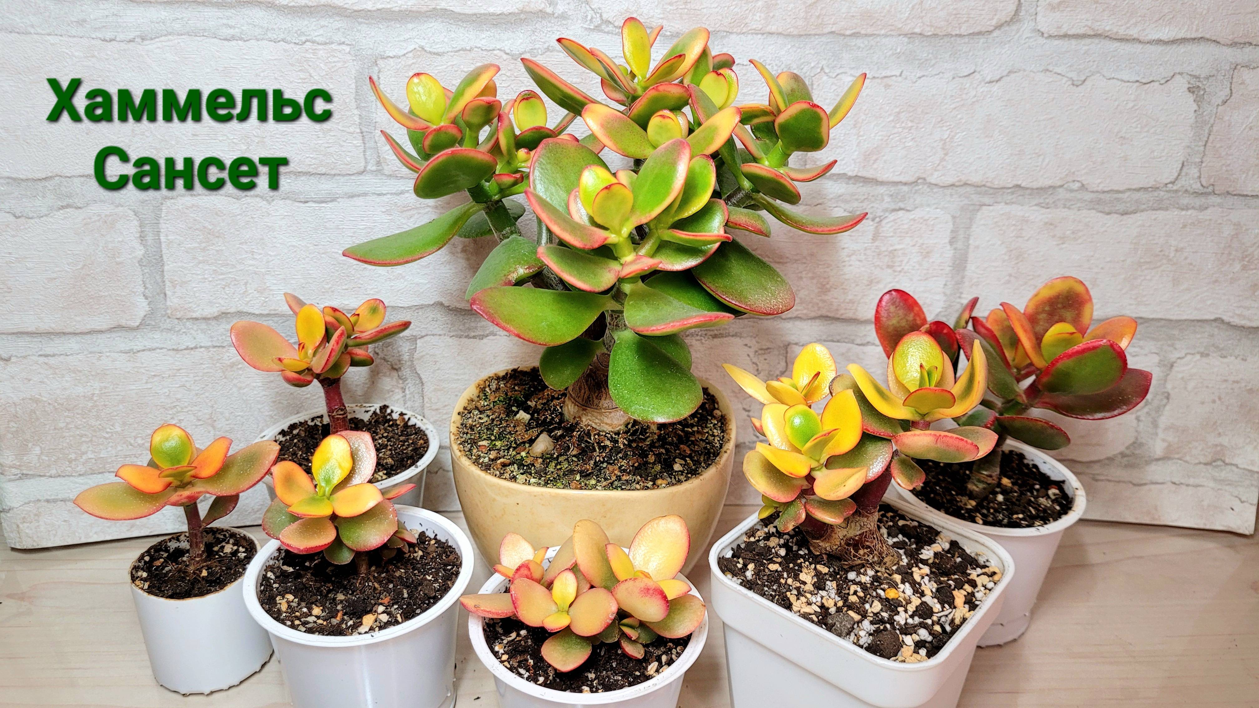 Крассула Хаммельс Сансет. Описание сорта.