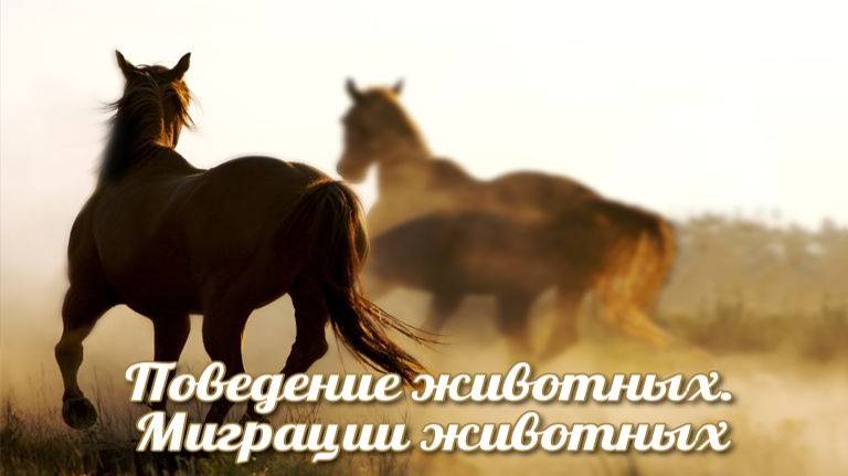 Миграции животных # 6. Миграции млекопитающих