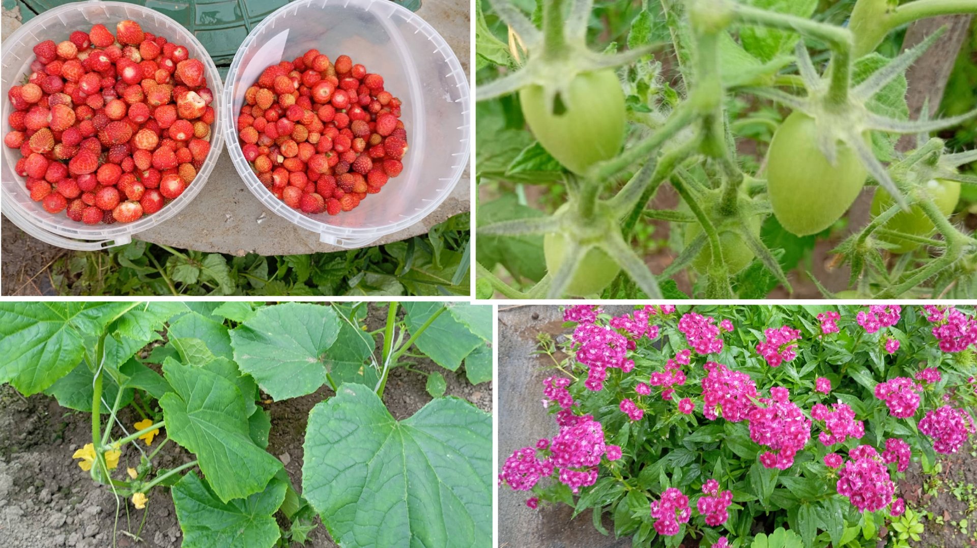 29 июня. Родных отправила,  собрала ягоды ...на улице дождь