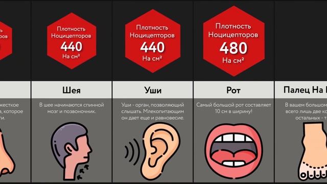 Самые Чувствительные Части Тела