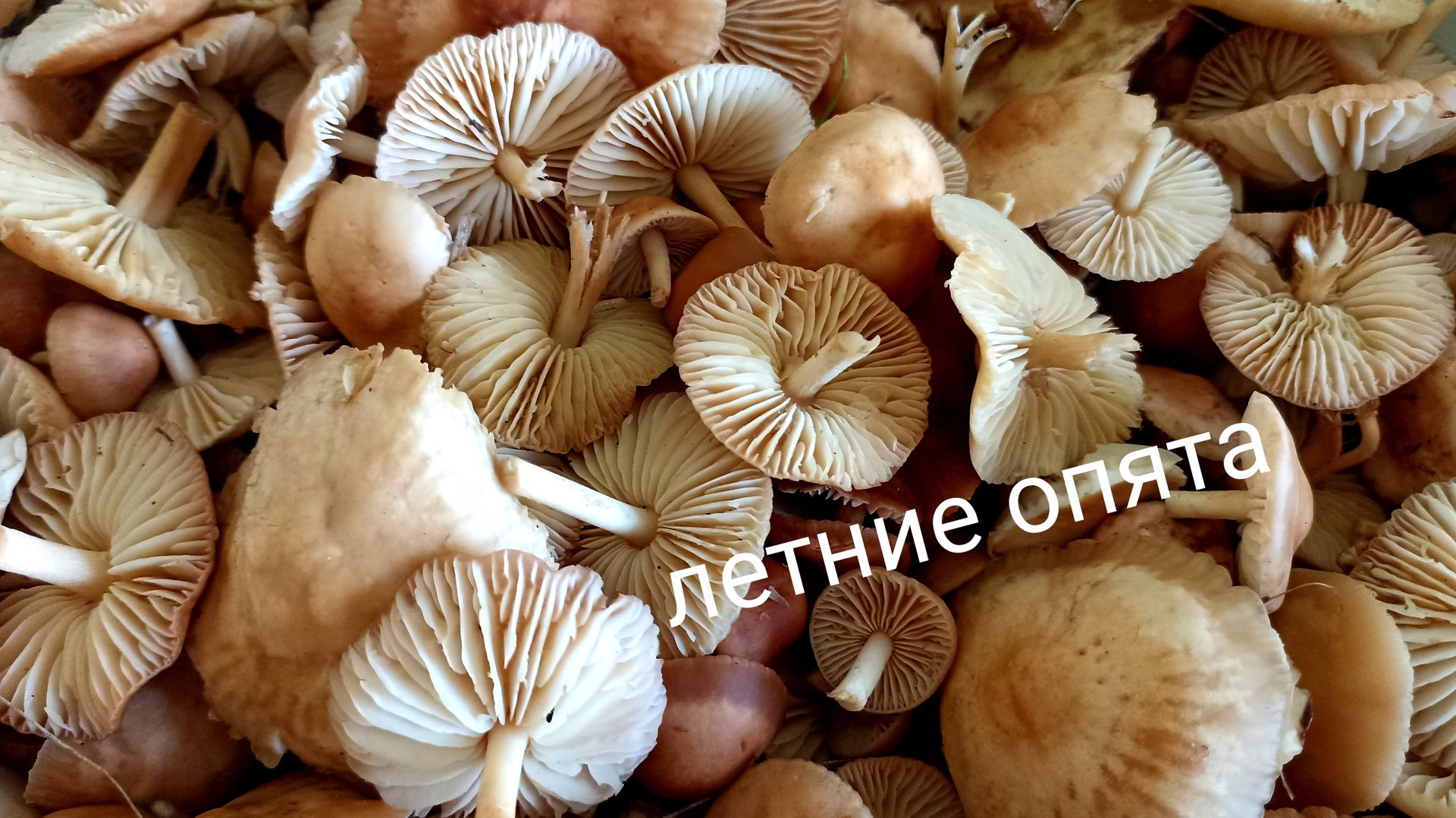 Летние опята. Шампиньоны