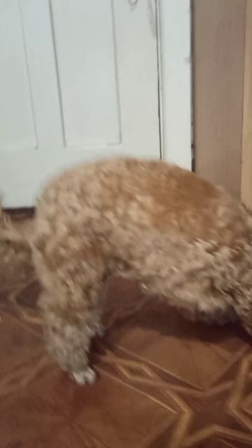 Мальтипу Бони подстриглась. Зоосалон Eteluin г.Краснодон.