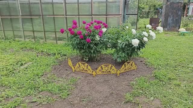 Дача в Подмосковье. конец июня. Смотрите что переделали. Кого нашли на участке?