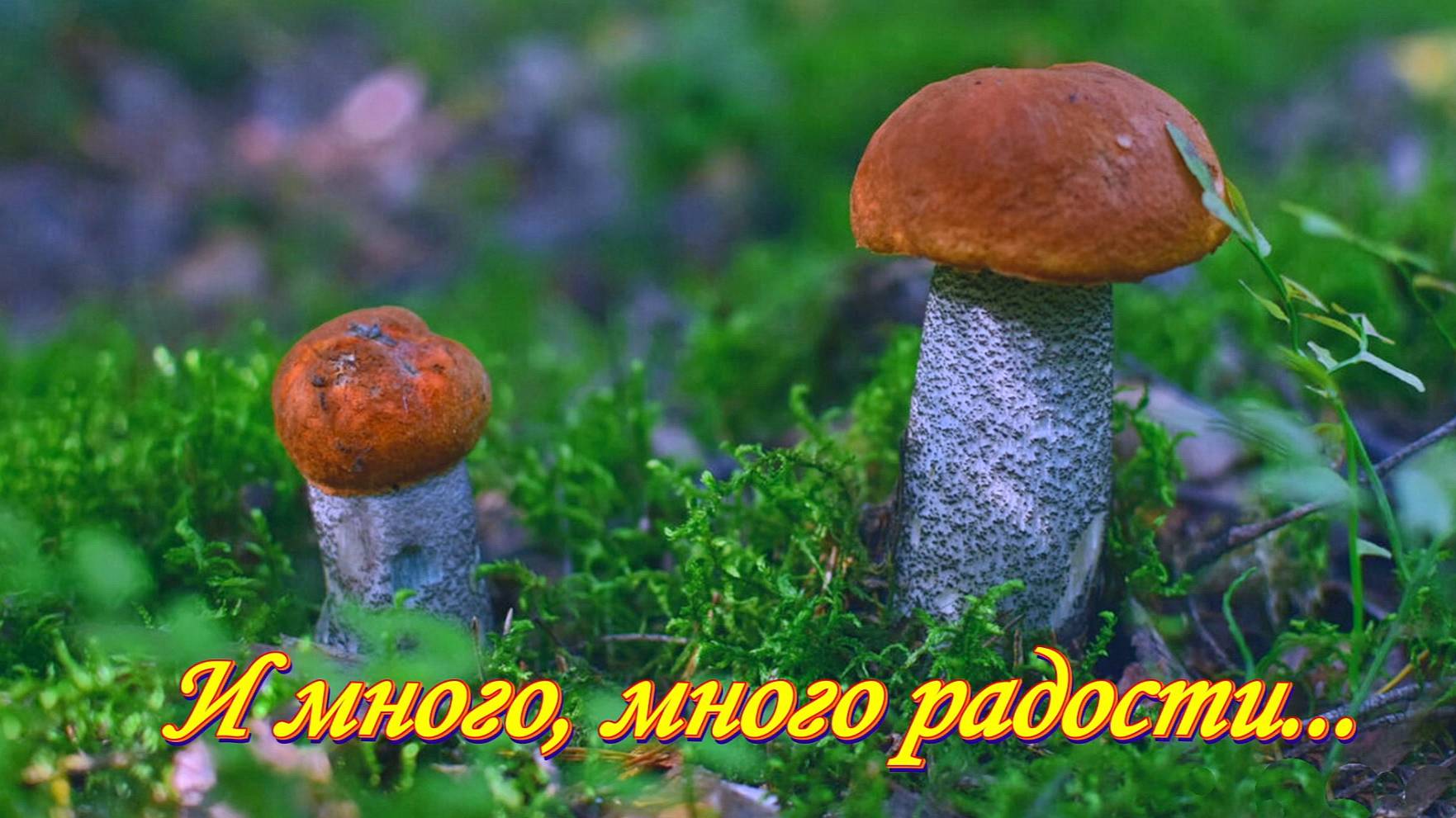 За грибами. Не ожидали, что так лес порадует