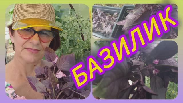 БАЗИЛИК!  Простой способ заготовки без заморочек!