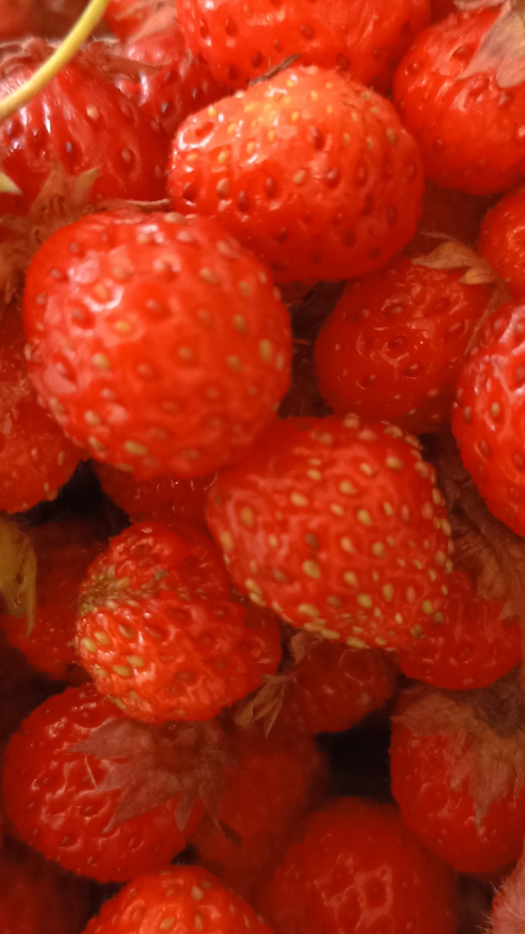 Собираю ягоды